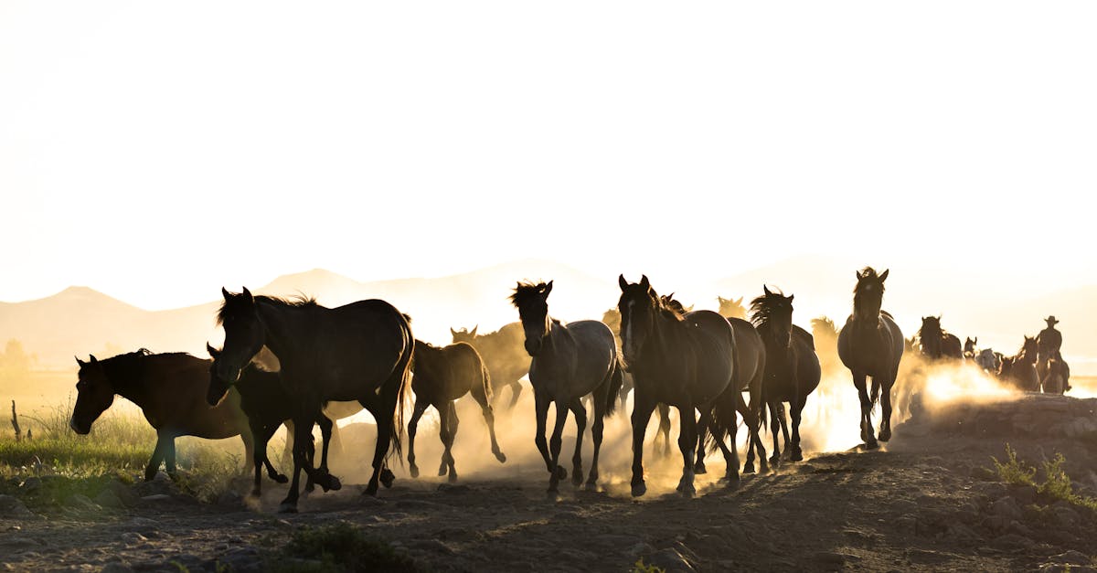 Découvrez la plus vaste région française : sept fois la superficie de l ...